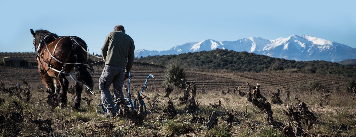 Mas Amiel | Holding all the aces in Maury – Le blog iDealwine