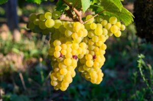 Savagnin, the grape that adds a touch of magic to your glass – Le blog ...