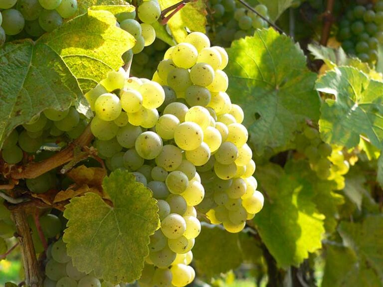 A guide to the grapes of France, region by region – Le blog iDealwine